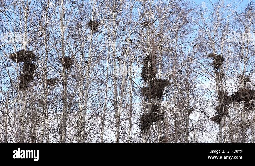 Black Rooks Birds Build Nests on Trees Stock Video Footage - Alamy