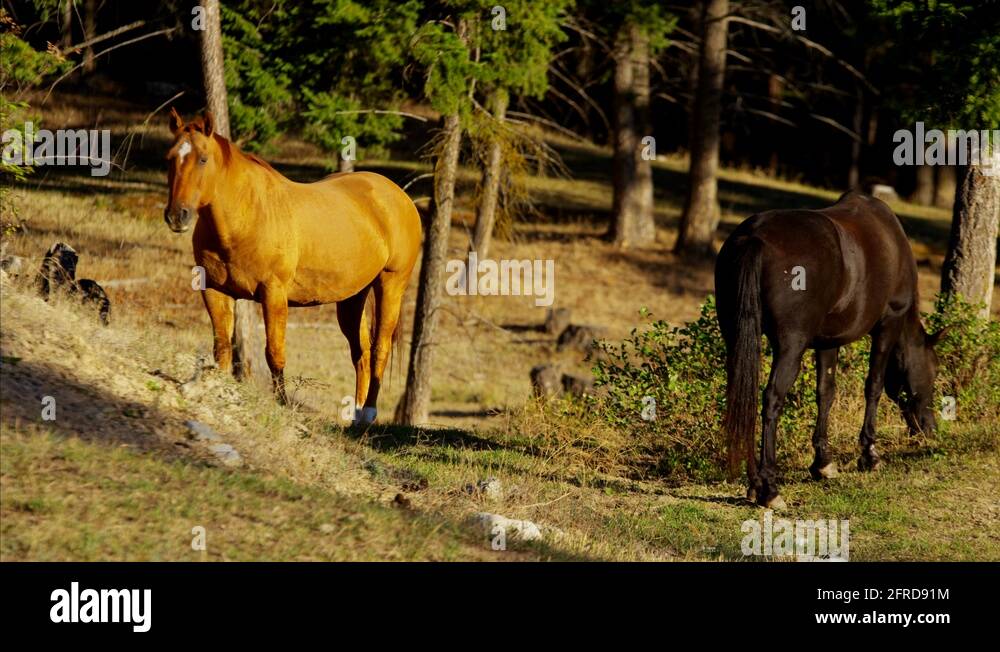 Horses in ranch corral forest Stock Videos & Footage - HD and 4K Video ...