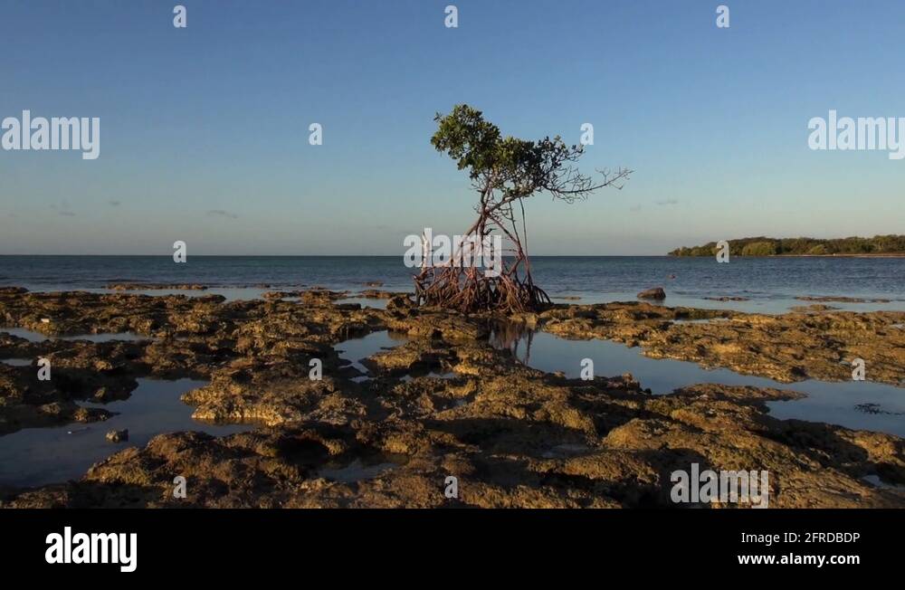Red mangrove rhizophora mangle Stock Videos & Footage - HD and 4K Video ...