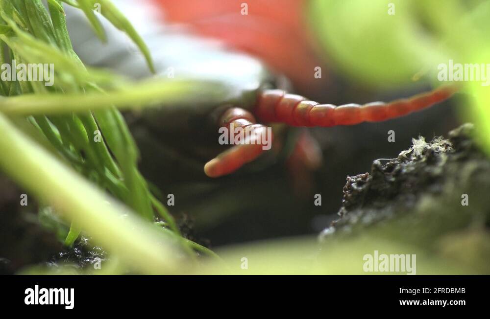 Black Scolopendra, Centipede insect macro red legs and hard shell Stock ...