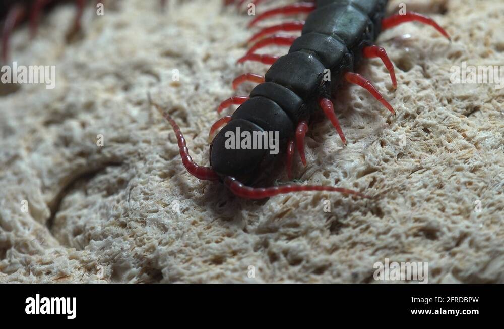 Black Scolopendra, Centipede insect macro red legs and hard shell Stock ...