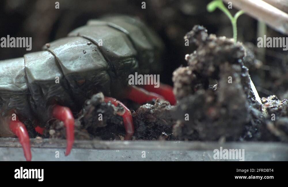 Black Scolopendra, Centipede insect macro red legs and hard shell Stock ...