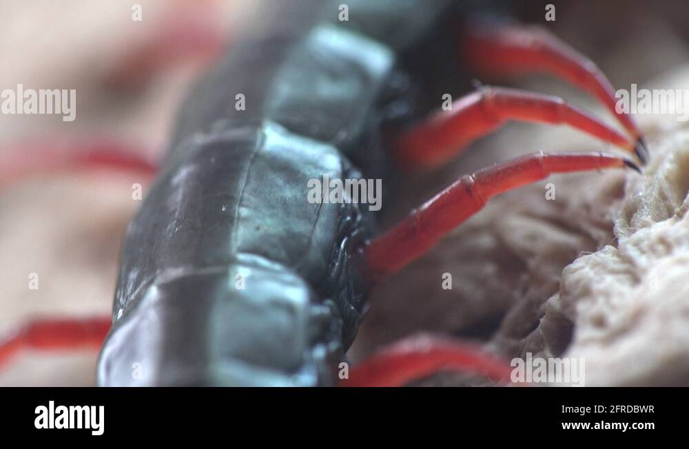 Black Scolopendra, Centipede insect macro red legs and hard shell Stock ...