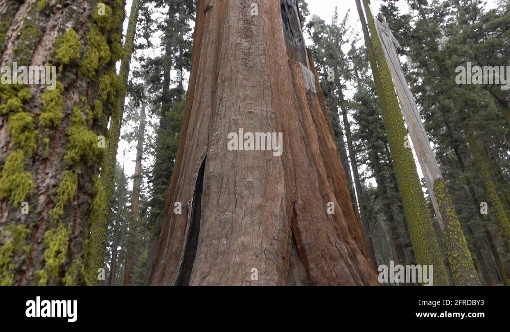 CLOSE UP: Huge sequoias trees in Sequoia national park Stock Video ...