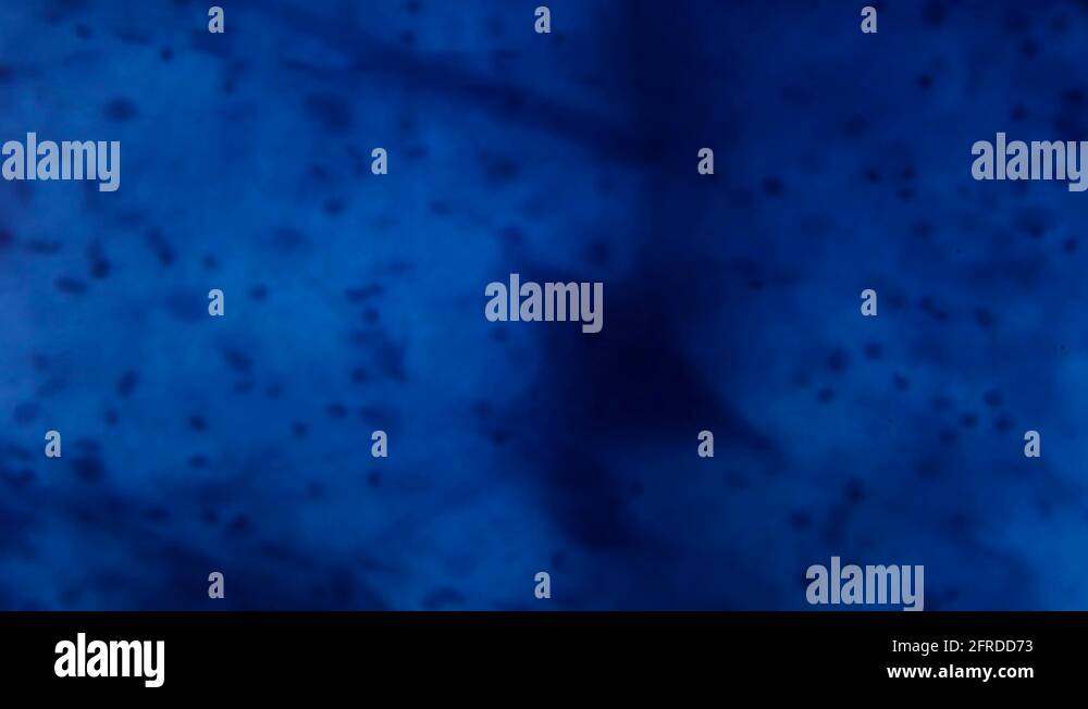 Nerve cell under the microscope - Abstract blue dots on white ...