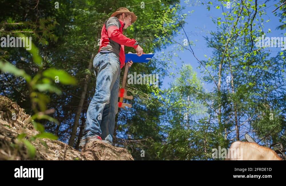 Observing trees Stock Videos & Footage - HD and 4K Video Clips - Alamy