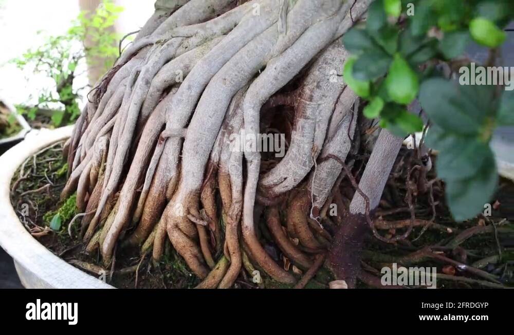 Chinese tree roots Stock Videos & Footage - HD and 4K Video Clips - Alamy