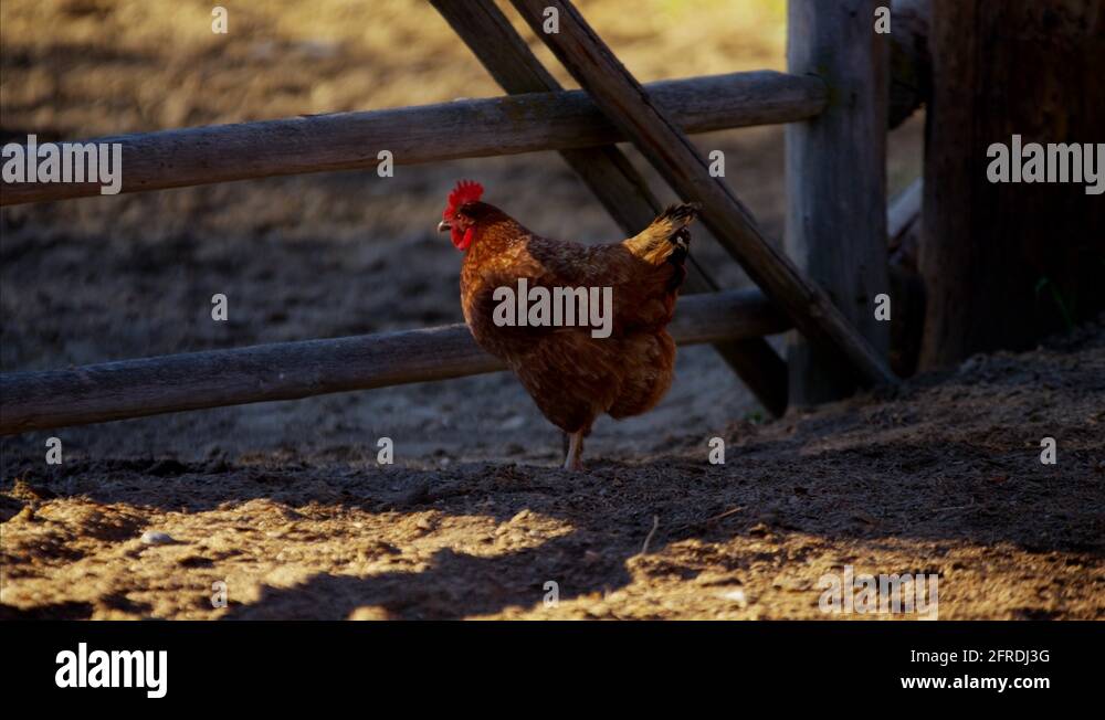 Cowboy corral livestock Stock Videos & Footage - HD and 4K Video Clips ...