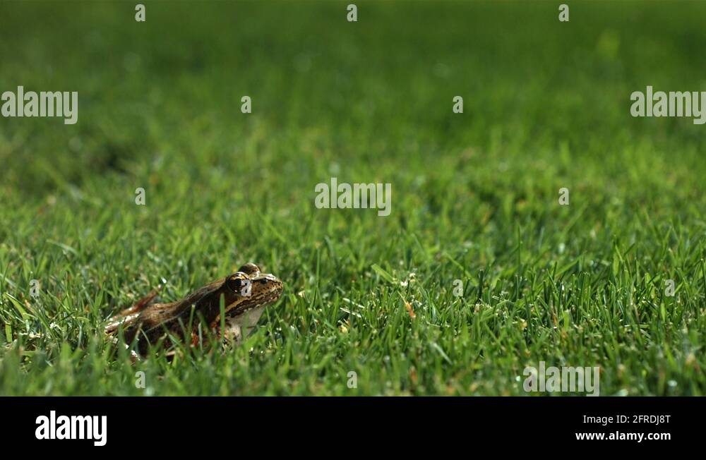 Frog in motion Stock Videos & Footage - HD and 4K Video Clips - Alamy