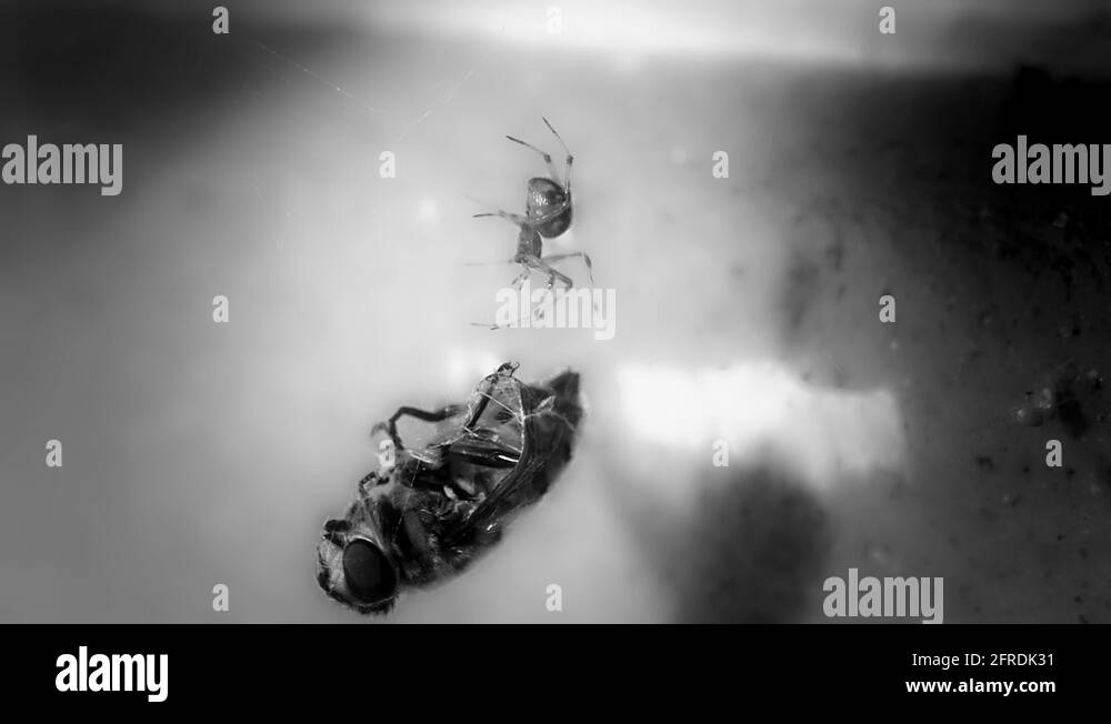 Predator legs Stock Videos & Footage - HD and 4K Video Clips - Alamy