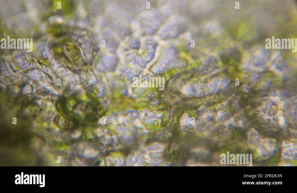 Cucumber art Stock Videos & Footage - HD and 4K Video Clips - Alamy