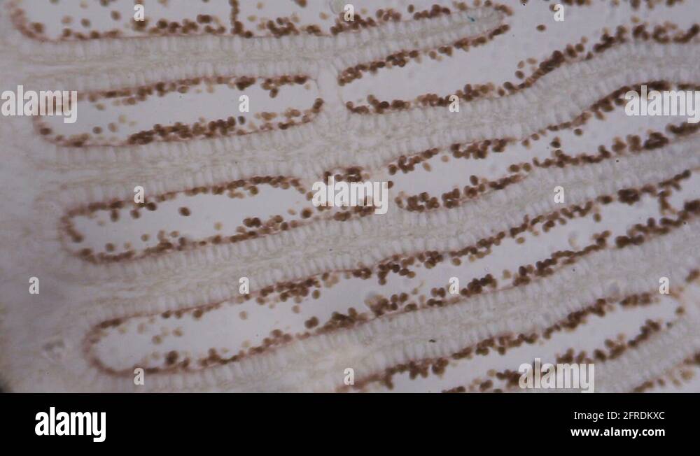 Agaricus section under microscope Stock Videos & Footage - HD and 4K ...