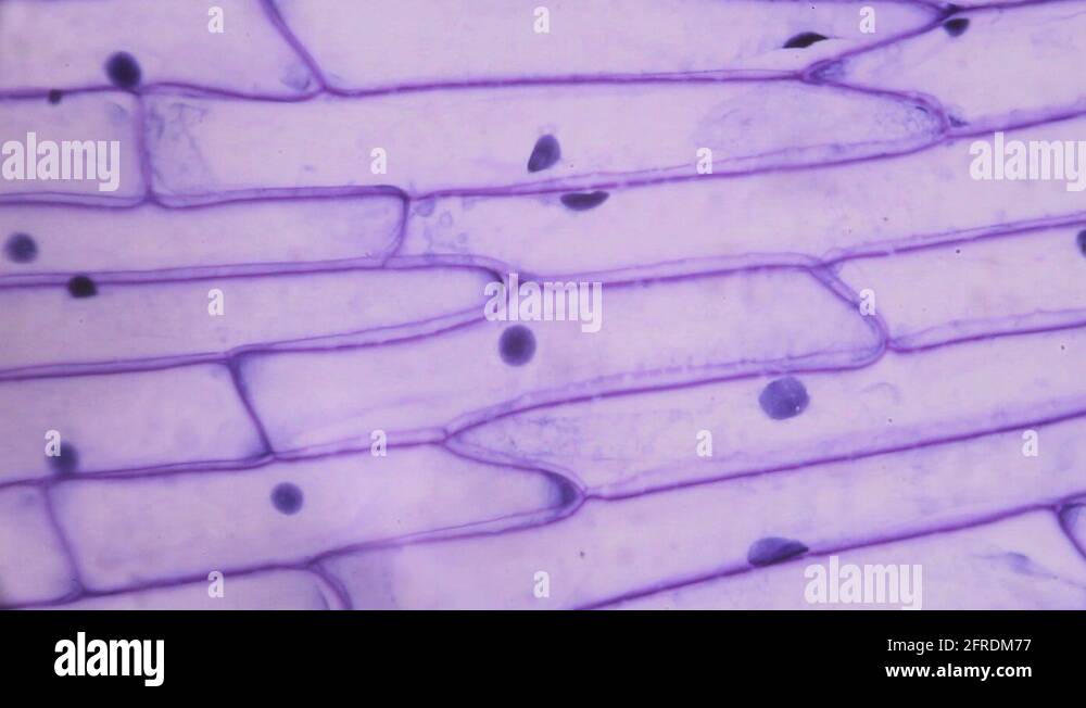 Onion cell microscope Stock Videos & Footage - HD and 4K Video Clips ...
