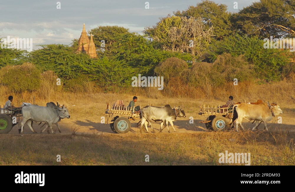 Man riding ox cart Stock Videos & Footage - HD and 4K Video Clips - Alamy