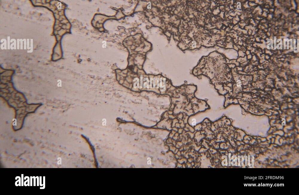 Microbial and human cells Stock Videos & Footage - HD and 4K Video ...