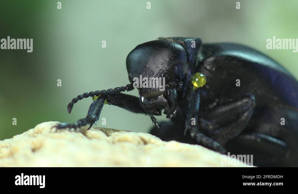 Big black bug insect, American Oil Beetles are type of Blister beetle ...