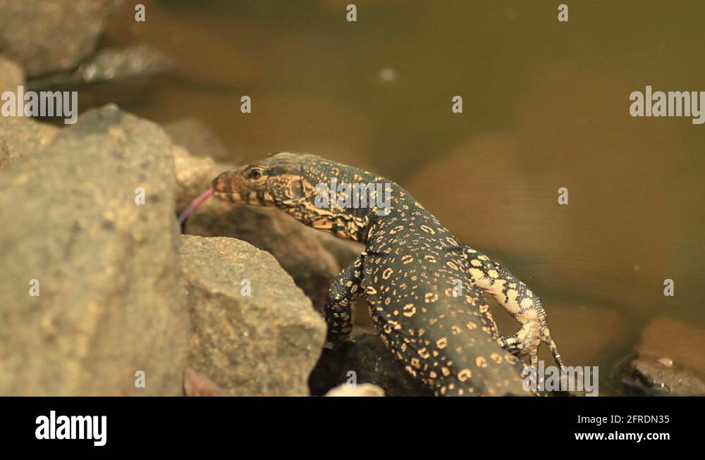 A giant varan Stock Videos & Footage - HD and 4K Video Clips - Alamy