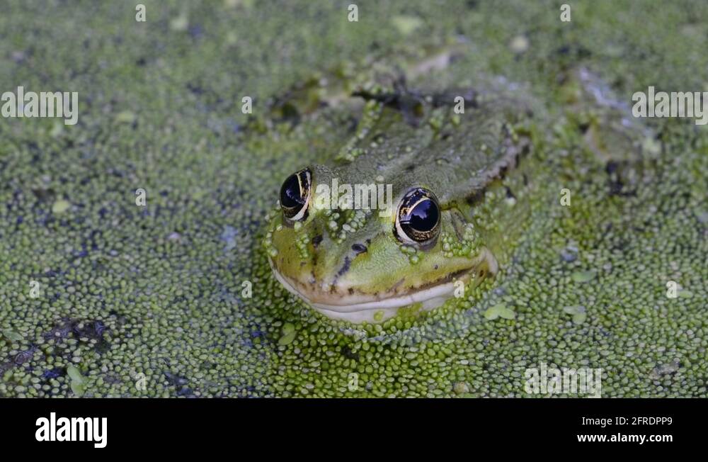 European edible frogs pelophylax kl Stock Videos & Footage - HD and 4K ...