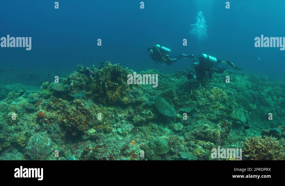 Diver on a coral reef with a Hawksbill Turtle. 4k Stock Video Footage ...