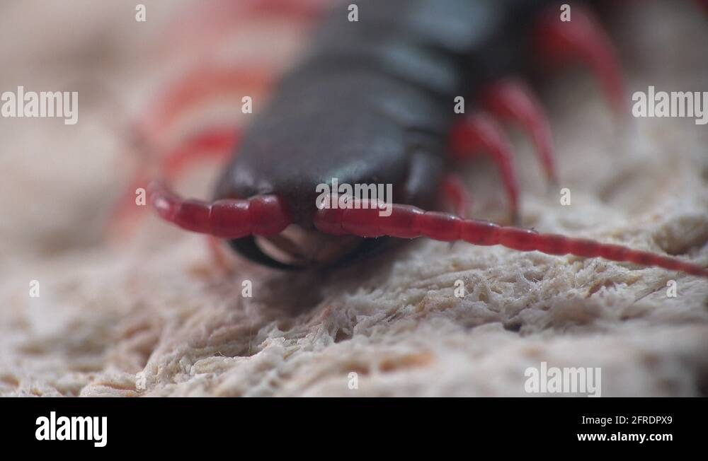 Black Scolopendra, Centipede insect macro red legs and hard shell Stock ...