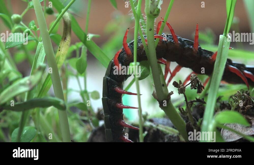 Black Scolopendra, Centipede insect macro red legs and hard shell Stock ...