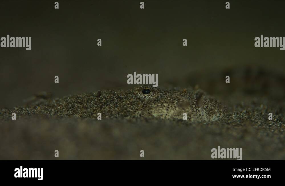 Reticulate Stock Videos & Footage - HD and 4K Video Clips - Alamy