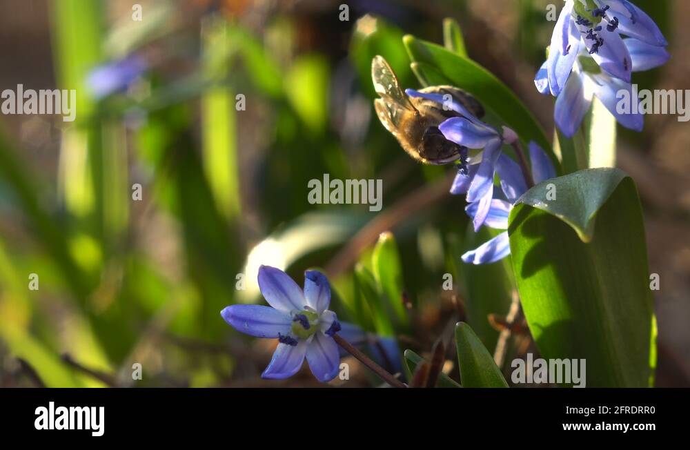 Pollinate pollination floral Stock Videos & Footage - HD and 4K Video ...