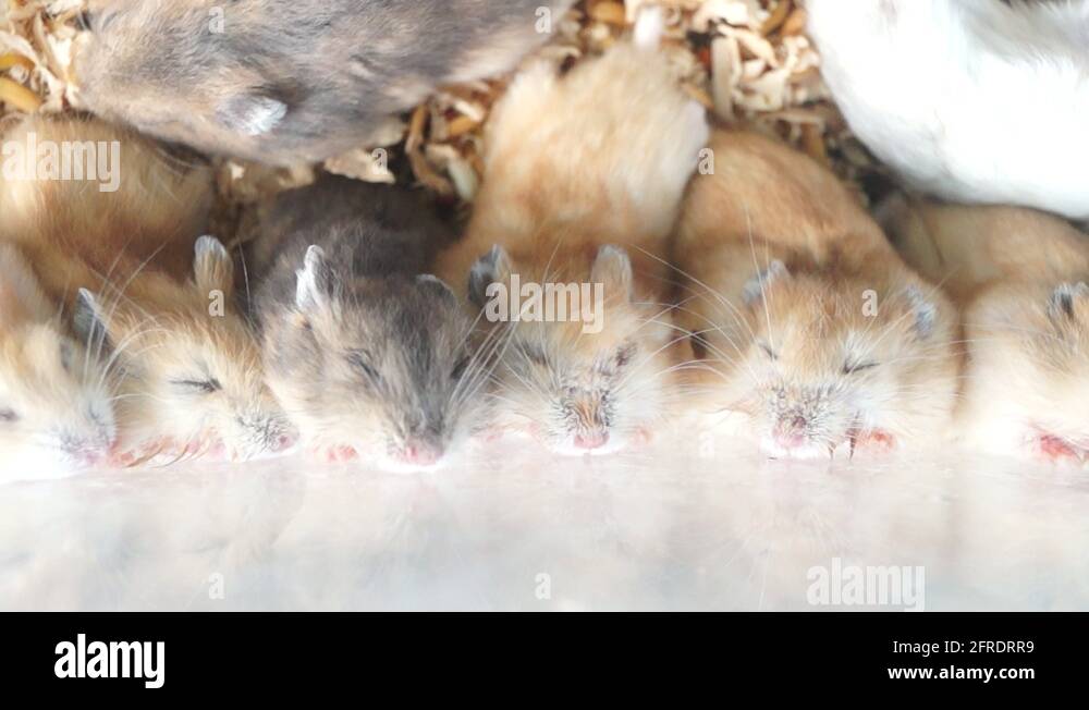 Sleeping hamsters Stock Videos & Footage - HD and 4K Video Clips - Alamy