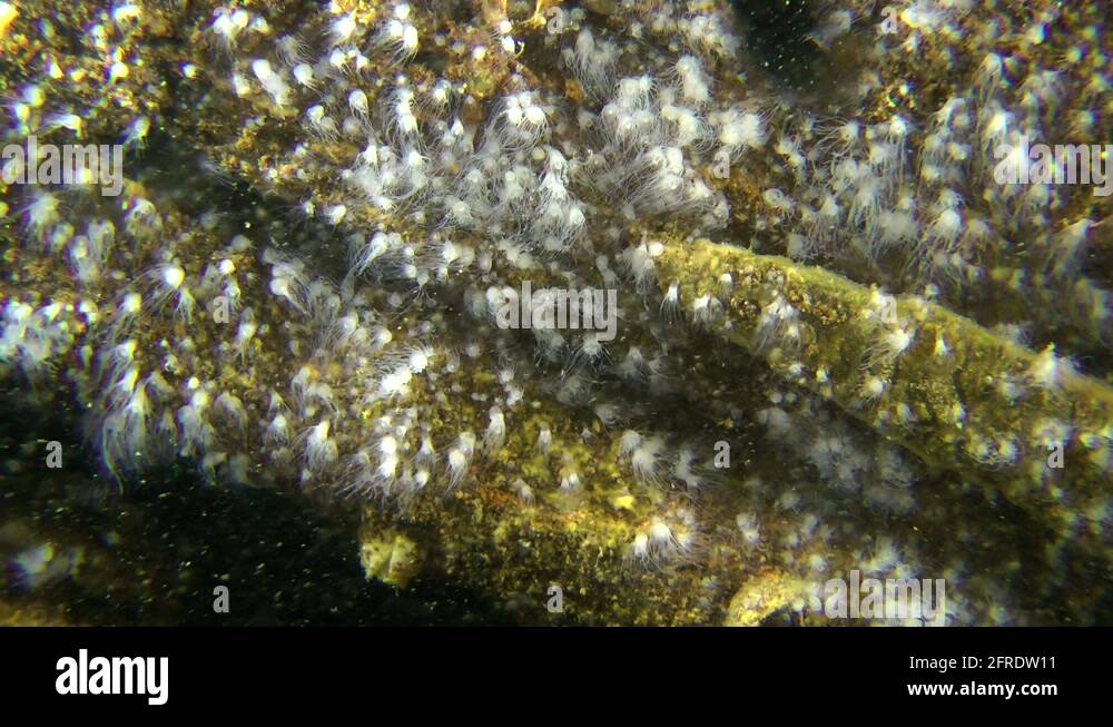 Colony of polyps Stock Videos & Footage - HD and 4K Video Clips - Alamy