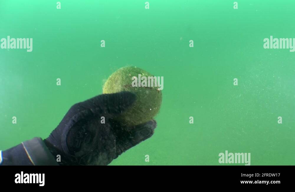 Formation of balls green algae Cladophora Stock Video Footage - Alamy