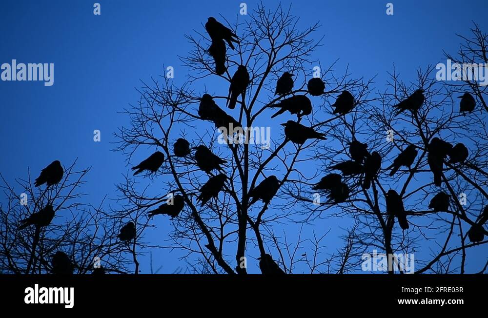 Bird silhouettes in a tree Stock Videos & Footage - HD and 4K Video ...