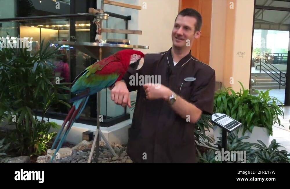 Parrot style Stock Videos & Footage - HD and 4K Video Clips - Alamy