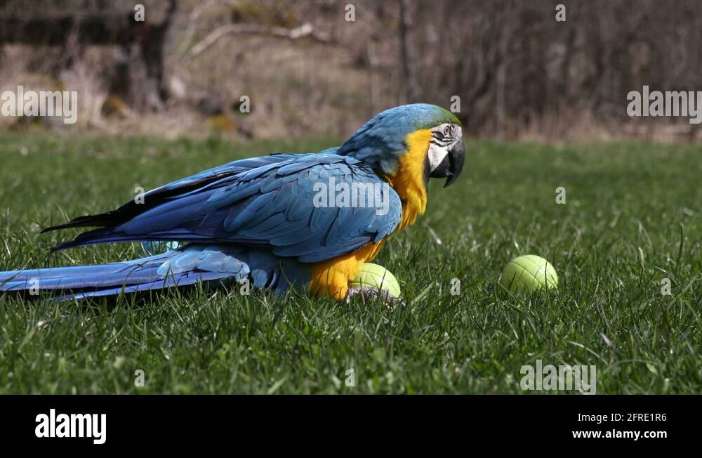Parrot game Stock Videos & Footage - HD and 4K Video Clips - Alamy