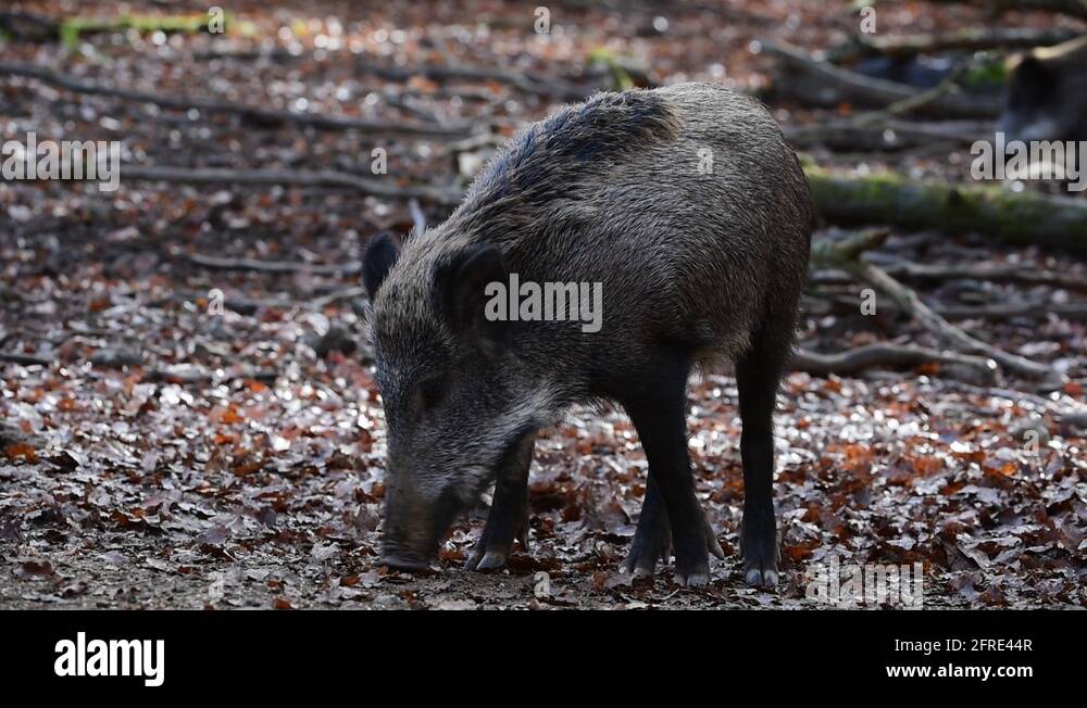European boars Stock Videos & Footage - HD and 4K Video Clips - Alamy