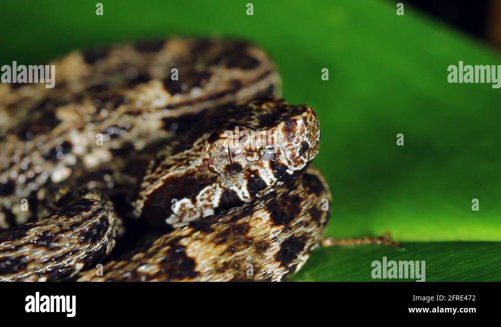 Fer de lance venomous snake Stock Videos & Footage - HD and 4K Video ...