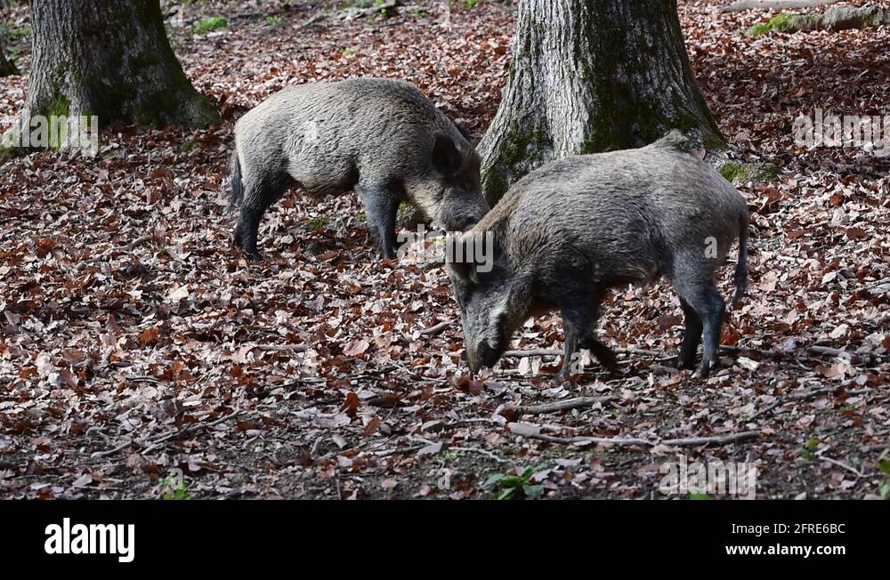 Wild boars in beech Stock Videos & Footage - HD and 4K Video Clips - Alamy