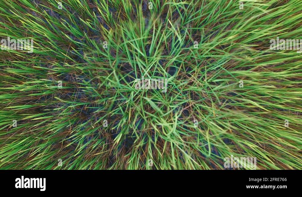 landscape of green rice farm field and pathway in Thailand; 4K aerial ...