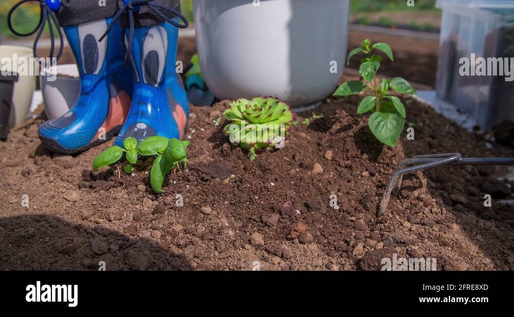 Using small rake Stock Videos & Footage - HD and 4K Video Clips - Alamy