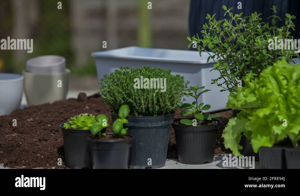 Many plants in a grass Stock Videos & Footage - HD and 4K Video Clips ...