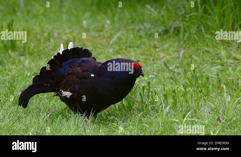 Bird mating uk Stock Videos & Footage - HD and 4K Video Clips - Alamy