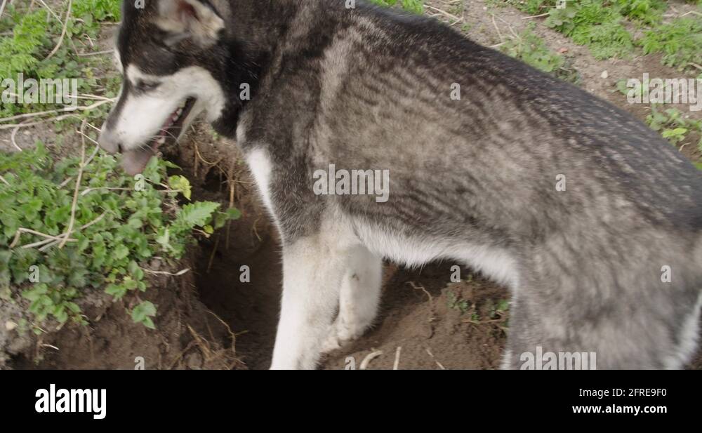 Dog digging in earth Stock Video Footage - Alamy