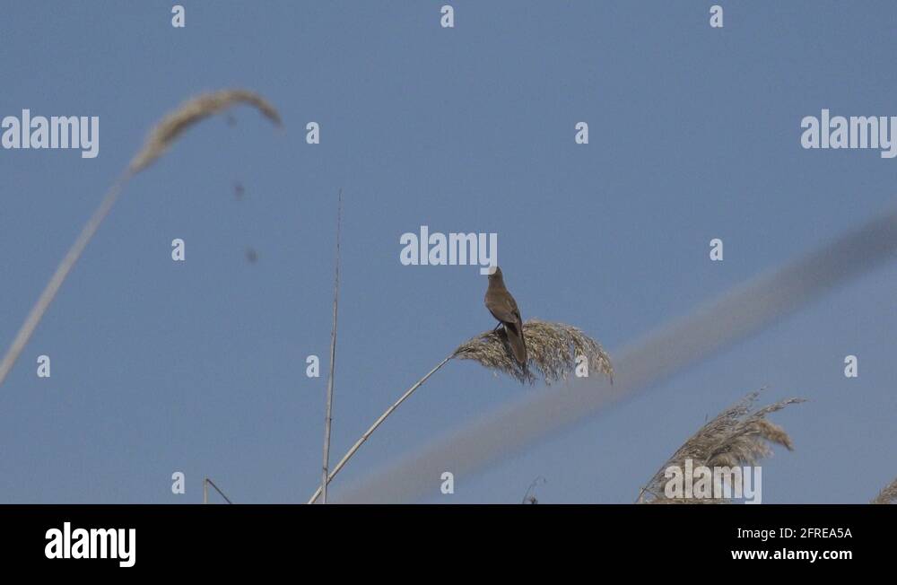 Female reed bird Stock Videos & Footage - HD and 4K Video Clips - Alamy