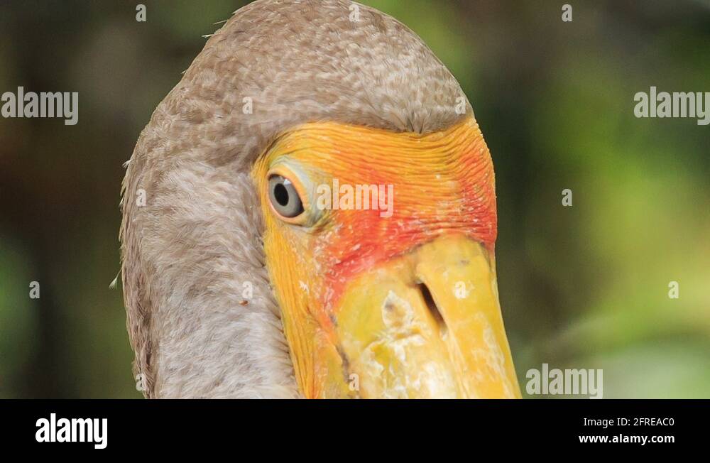 Straight beak Stock Videos & Footage - HD and 4K Video Clips - Alamy