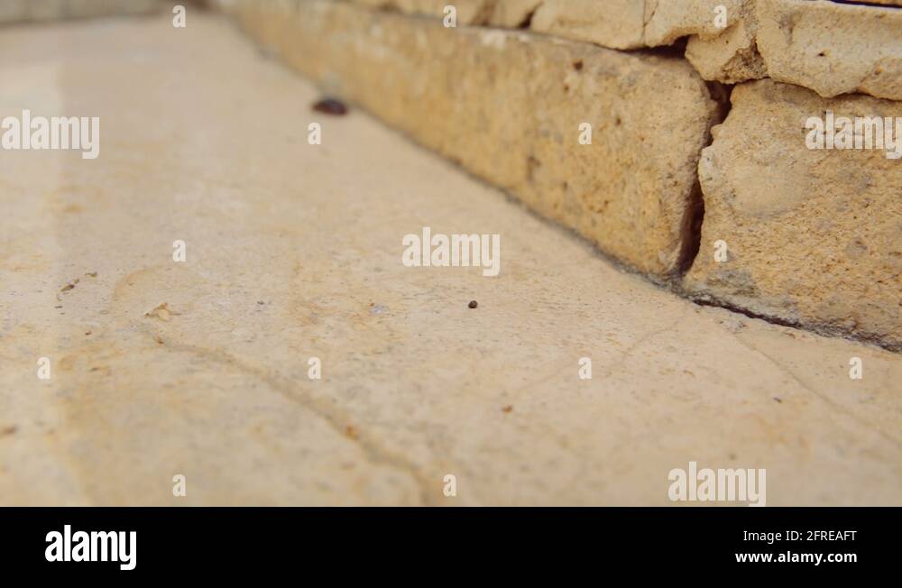 Female desert sand cockroach aka Arenivaga africana moving fast on ...