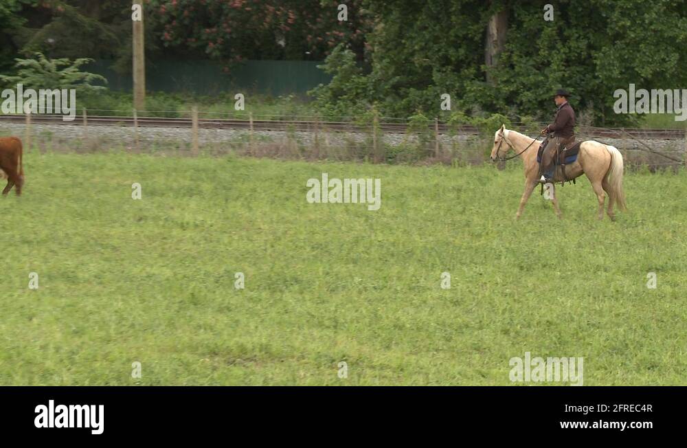 000 cattle Stock Videos & Footage - HD and 4K Video Clips - Alamy