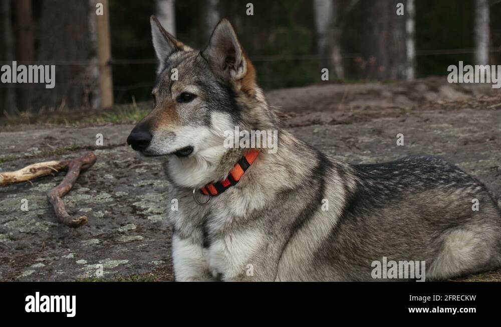 Guarding wolf Stock Videos & Footage - HD and 4K Video Clips - Alamy