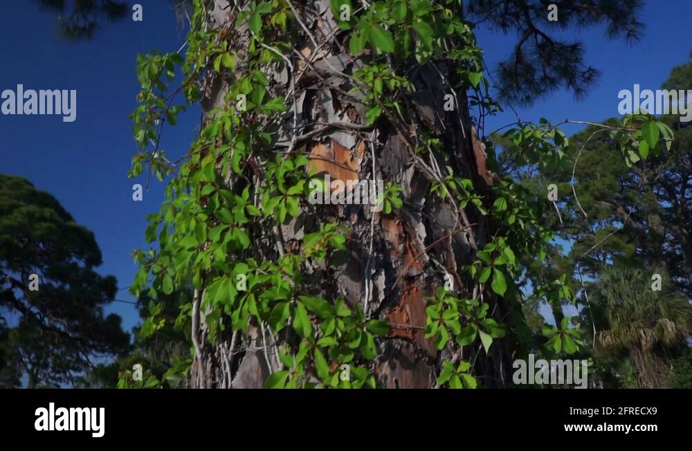 Circle around tree Stock Videos & Footage - HD and 4K Video Clips - Alamy