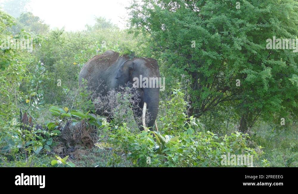 Tusk tree Stock Videos & Footage - HD and 4K Video Clips - Alamy