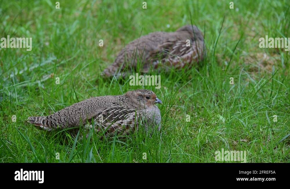 Perdix perdix scotland Stock Videos & Footage - HD and 4K Video Clips ...