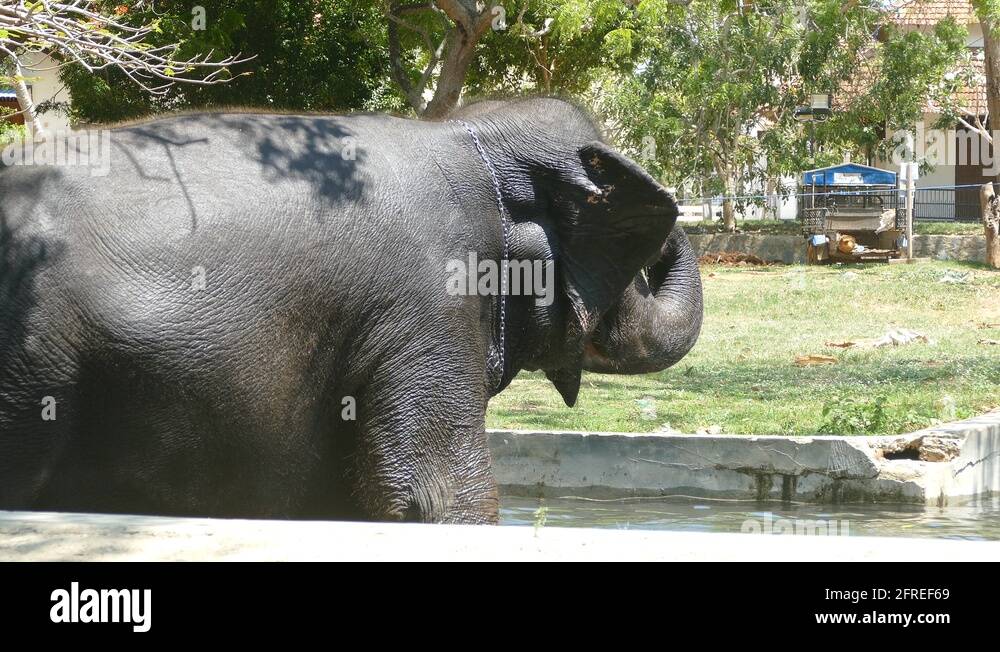 Elephant in a pool at Dondra temple splashing water Stock Video Footage ...